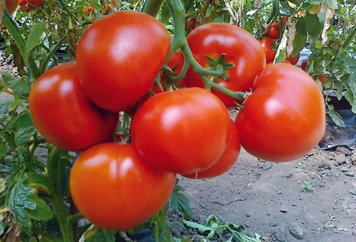 Wygląd pomidorów Catherine