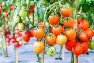 תיאור ומאפיינים של מטאוריט עגבניות סלקינסקי