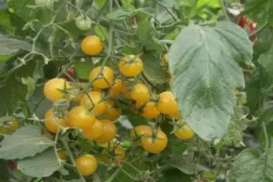 Beschrijving Tomato Cherry Yellow tomaat, kenmerken van groeien en zorg