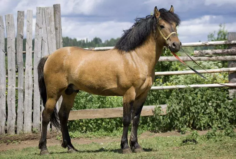 um lindo cavalo