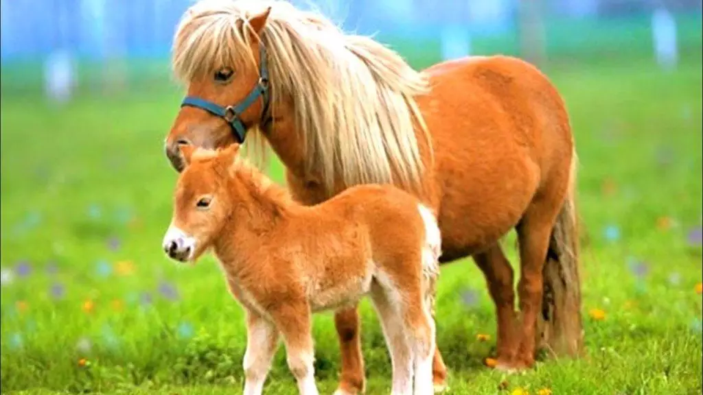 Pony at
