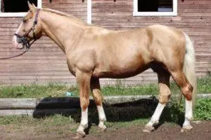 Descrición e características dos cabalos de raza de Torian, regras de contido