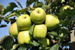 Characteristics and description of the variety of Apple Ainur, tasting evaluation and resistance to disease