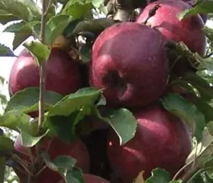 Popis šarlatového druhu jablečného kubanového pytle a charakteristik, důstojnost a nevýhody