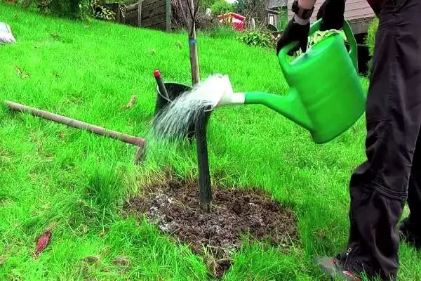 Watering a tree