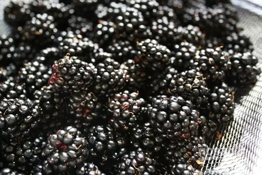 Blackberry for Compote