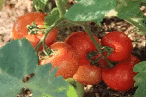 Tomato varioj Gravan personon kaj ĝiajn karakterizaĵojn