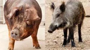 イノシシからの豚の違いは何ですか、動物の外観と行動の説明
