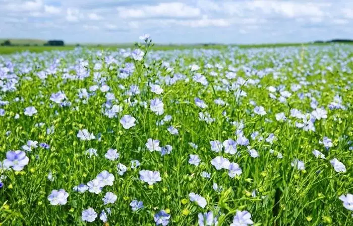 ಸಸ್ಯಗಳ ಕ್ಷೇತ್ರಗಳು