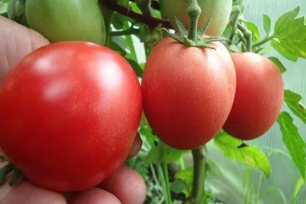 Vasta tomate barietatea