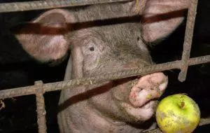 Pig රු මස් ඇපල් ආහාරයට ගැනීම, ප්රතිලාභ සහ හානිය සහ පෝෂණය කරන්නේ කෙසේද?