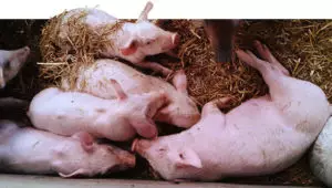 Simptomi i liječenje salmoneloze u svinjama, preventivne mjere za parafiv