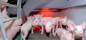 सूअरों में colibacteriosis के कारण, उपचार, उपचार के तरीकों, टीका और रोकथाम