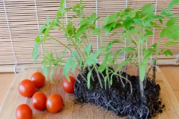 Karakteristik lan katrangan babagan desa evlator tomat, ngasilake