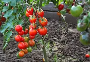 Kuvaus ja ominaisuudet erilaisten tomaattien makea hammas, sen saanto