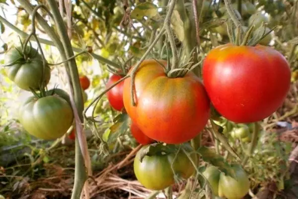 Tomato maniry