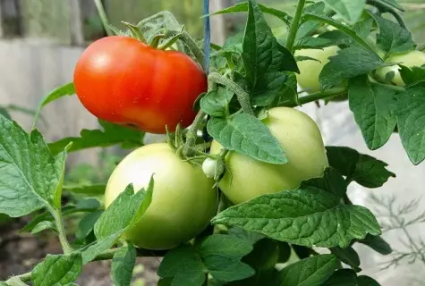 Kypsä ja vihreät tomaattia