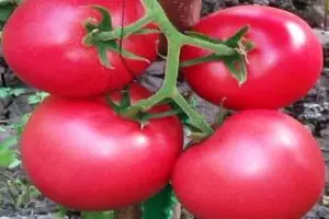 Kuvaus tomaatin Grade Griffon F1, sen ominaisuudet ja viljely