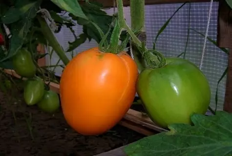 Tomatoes in a greenhouse