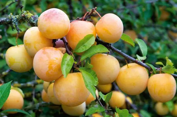 Bunga plum