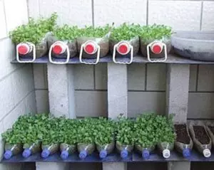 Funktioner av växande tomatplantor i en plastflaska på toalettpapper