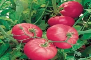 Beschreiwung vun Tomato sowjetesch a seng Charakteristiken