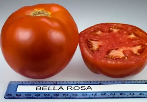 Tomato Bella Rosa.