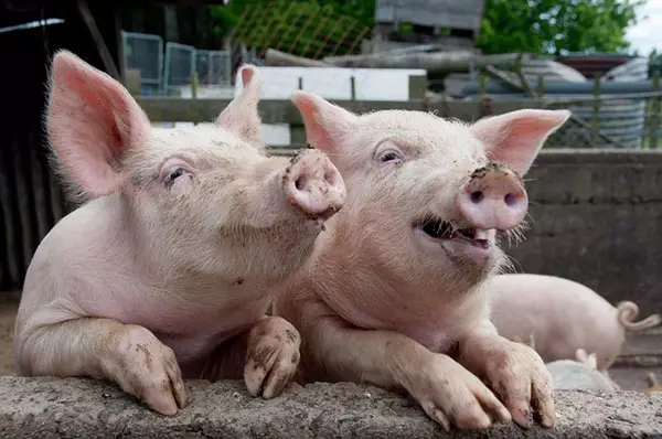 Trichinelle Pigs