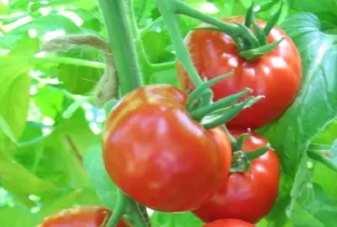 Energijos pomidorai.