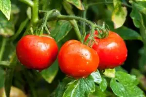 Beschreiwung an Charakteristike vun Tomate Vaceto Varieties Loyalitéit, Bewäertungen a Rendement