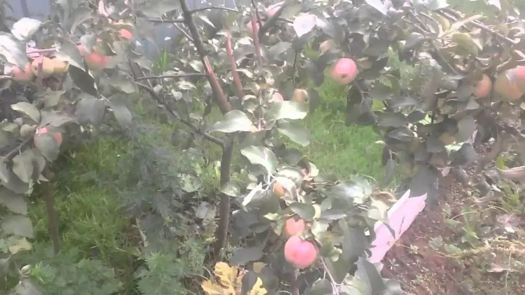 Apple Tree Kandil Orlovsky.