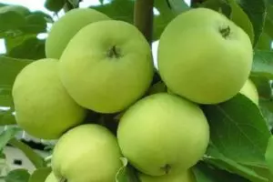 Характеристики и описание на разнообразието от ябълкови народни, препоръчани райони и градинари