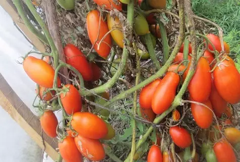 Många tomat