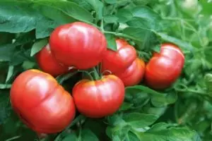 Beschreiwung an Charakteristike vum Tomate Vityaz, Rendement a Kultivatioun