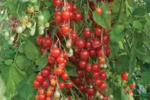 Descrición do grao Ampel de cascada de tomate, o seu cultivo e coidado