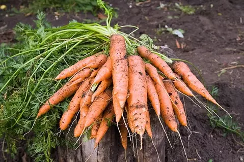 Vintage carrots