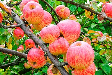 Apple Tree Toe Apple SPAS