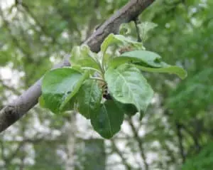 사과 나무에서 밀키 반짝이는 무엇이며 질병, 예방 및 치료를 처리하는 방법