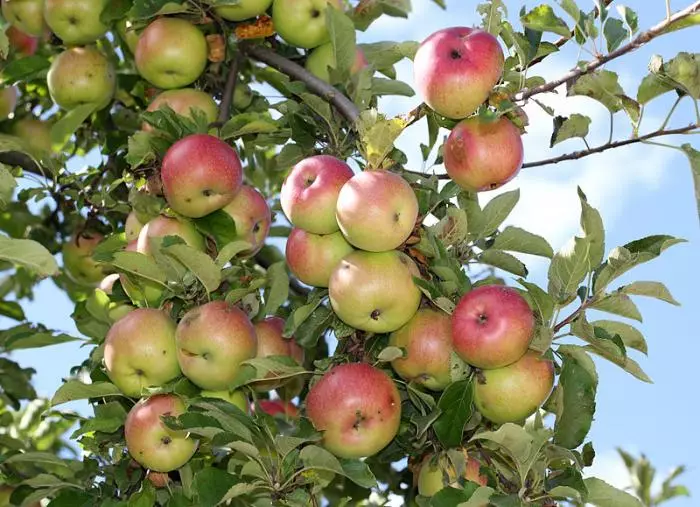 Spa Apple Tree Apple