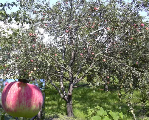 Apple Tree Apple Spas.