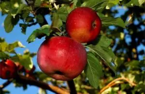 Описание и характеристики на ябълковото дърво на апорт, особено засаждане и грижа