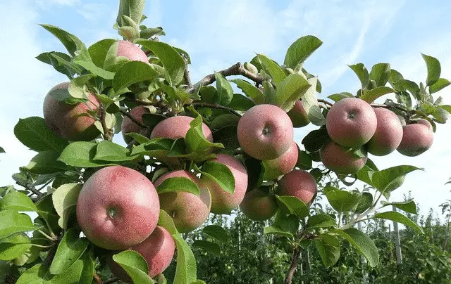 Ябълково дърво Apple Spas