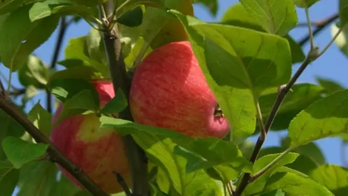Apple Tree Toe Apple SPAS