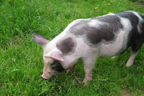 Mirgorod-Zuchtschweine