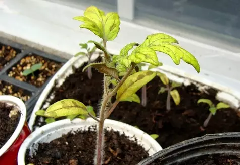 Plant tomat jòn