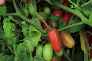 Charakteristikos pomidorų veislės Biskolino, auginimo ir kultūros priežiūros ypatybės