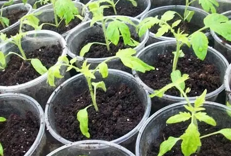 Giele seedlings yn in pot