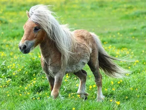 Flabella Horse.