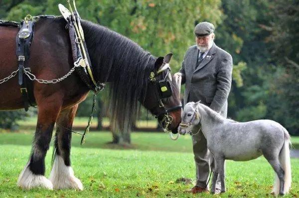 Flabella Horse.