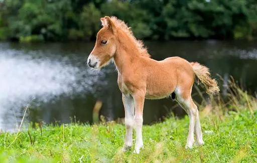 Flabella Horse.